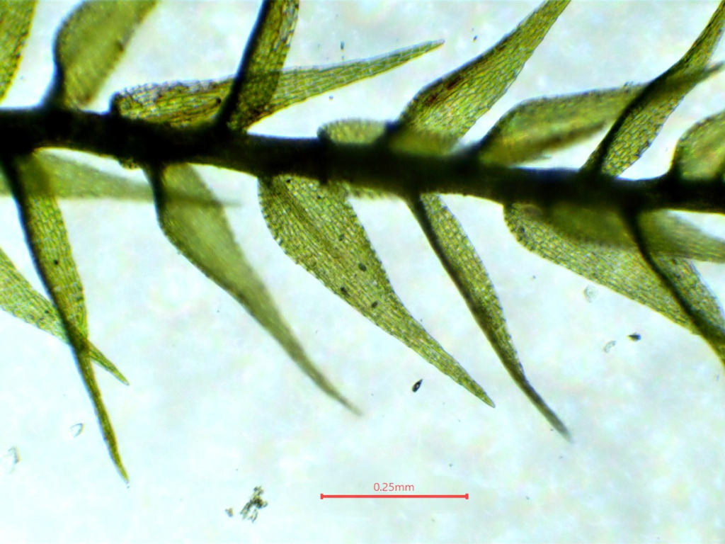 Creeping Feather-moss | NatureSpot