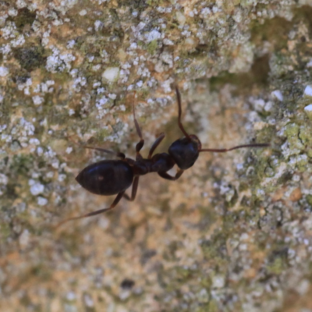 Black Garden Ant Queen