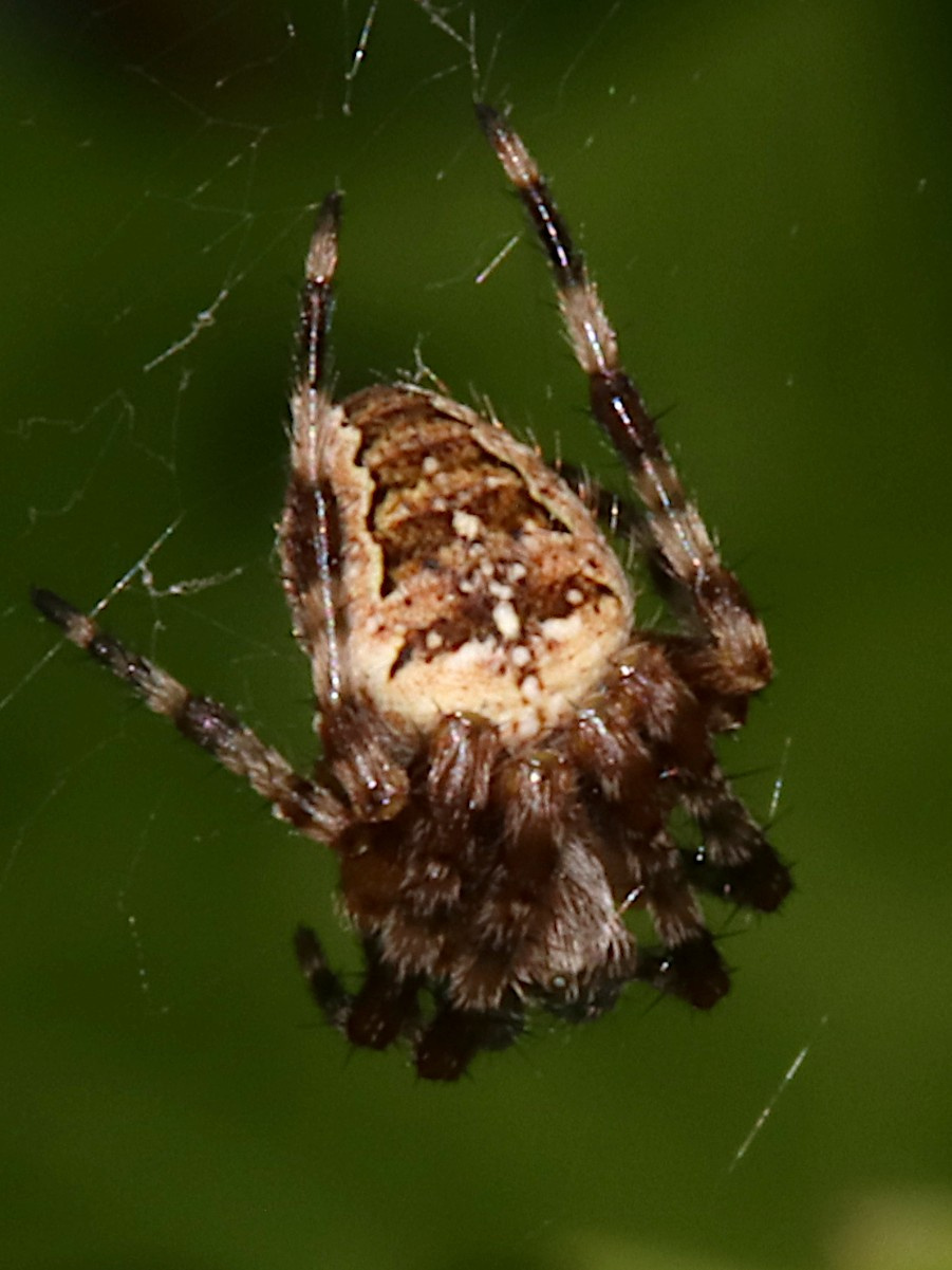 Garden Spider Identification Garden Wolf Spider The Australian