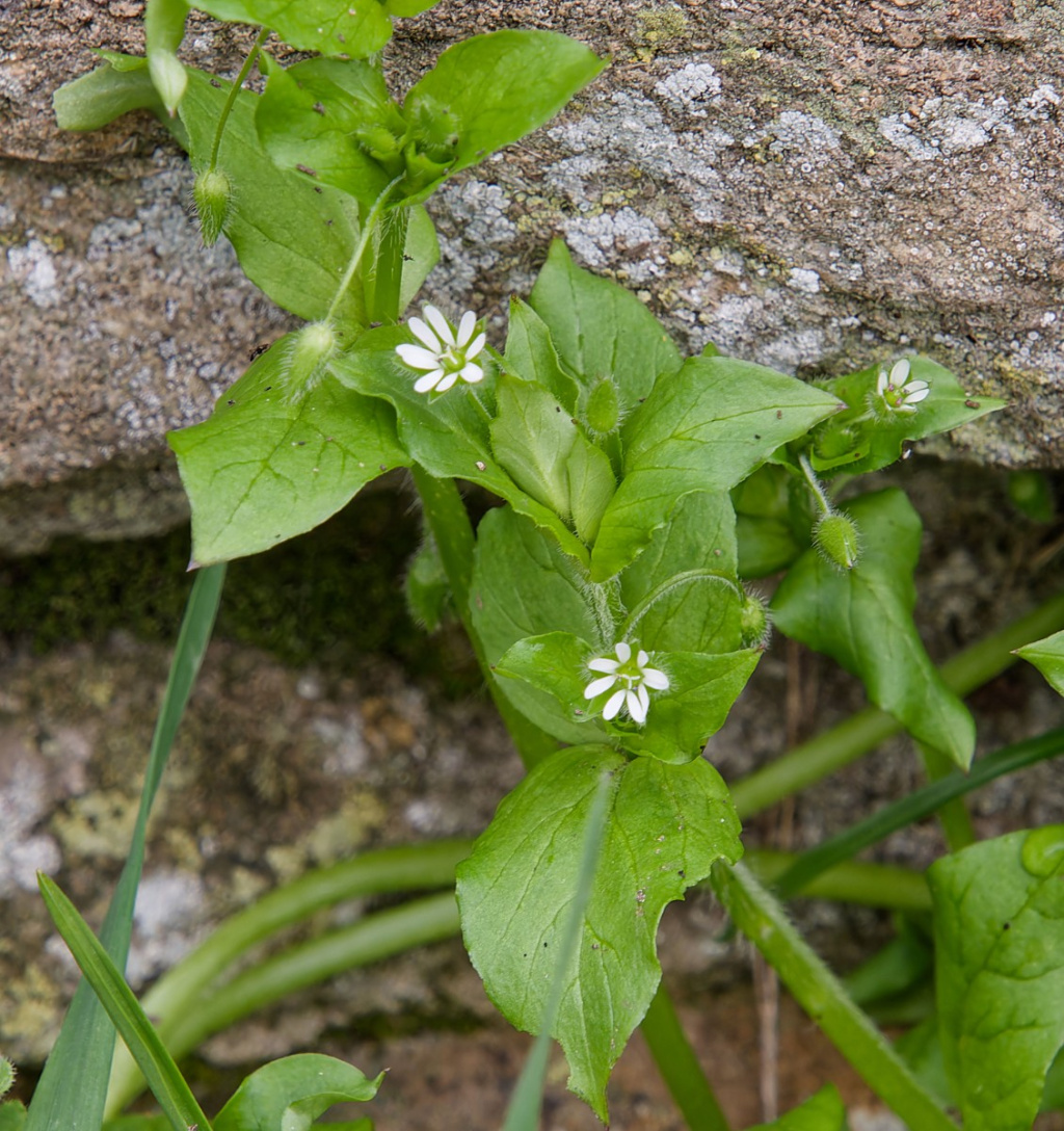 Common Chickweed Identification