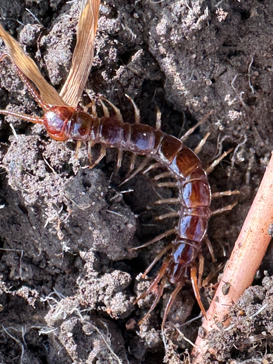 Centipede