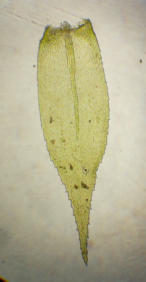 Slender Mouse-tail Moss | NatureSpot