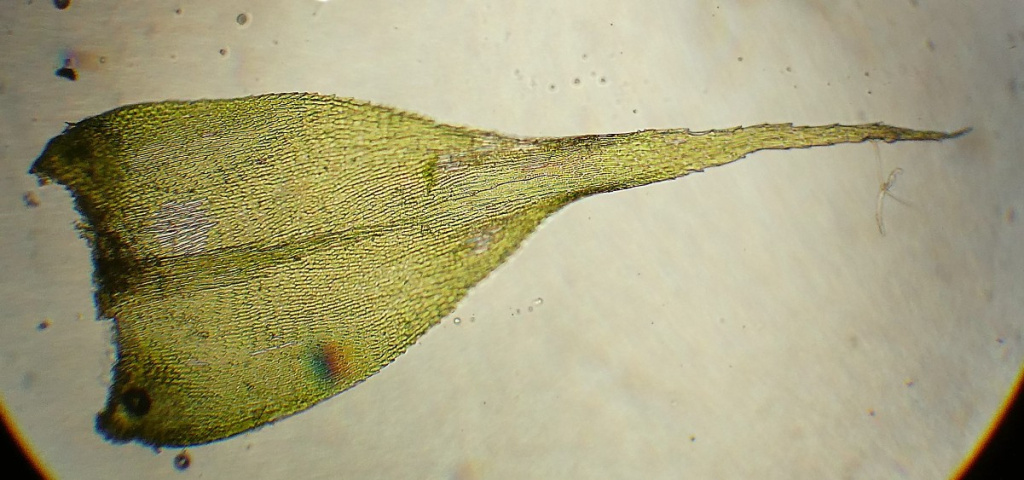 Slender Mouse-tail Moss | NatureSpot
