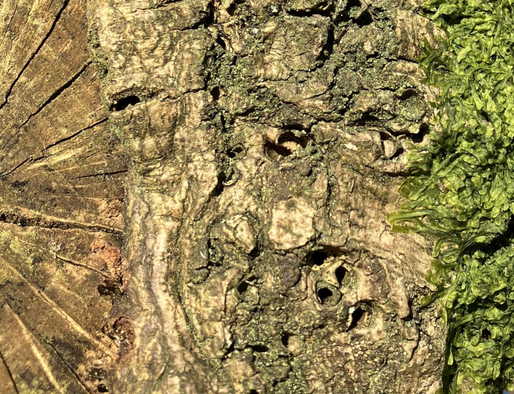 Bark Galls Tree Anatomy: Bark | Crow's Path