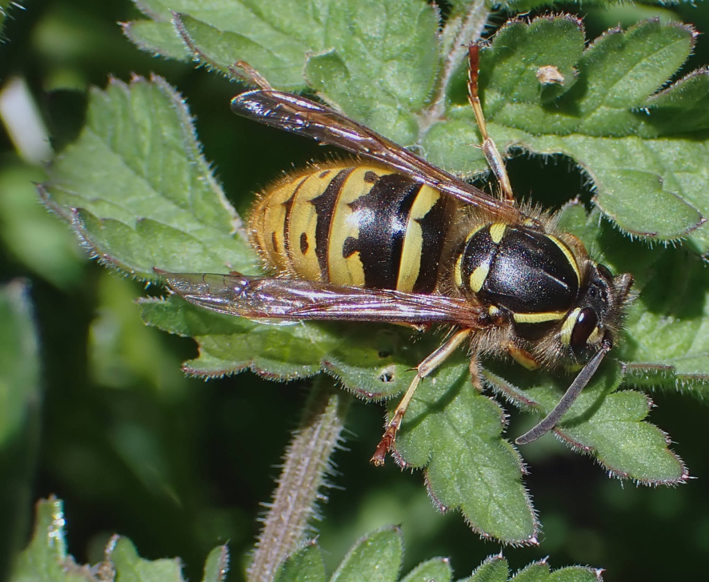 Common Wasps Common Wasp Vespula Vulgaris, Species Information Page.