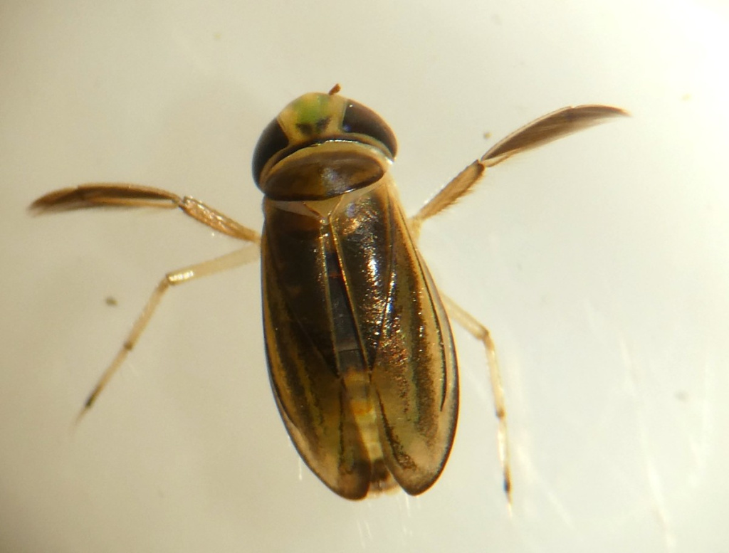 Cymatia coleoptrata | NatureSpot