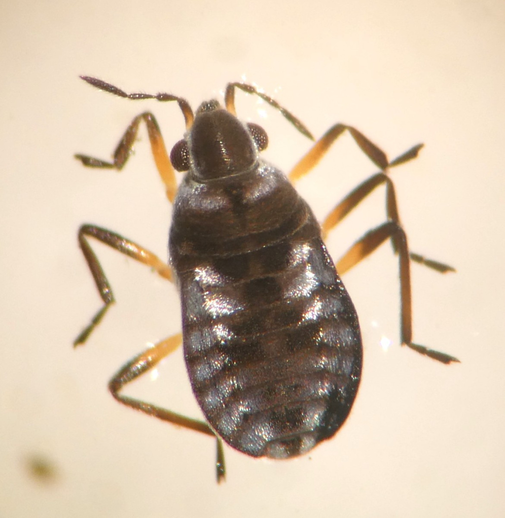 Microvelia reticulata | NatureSpot