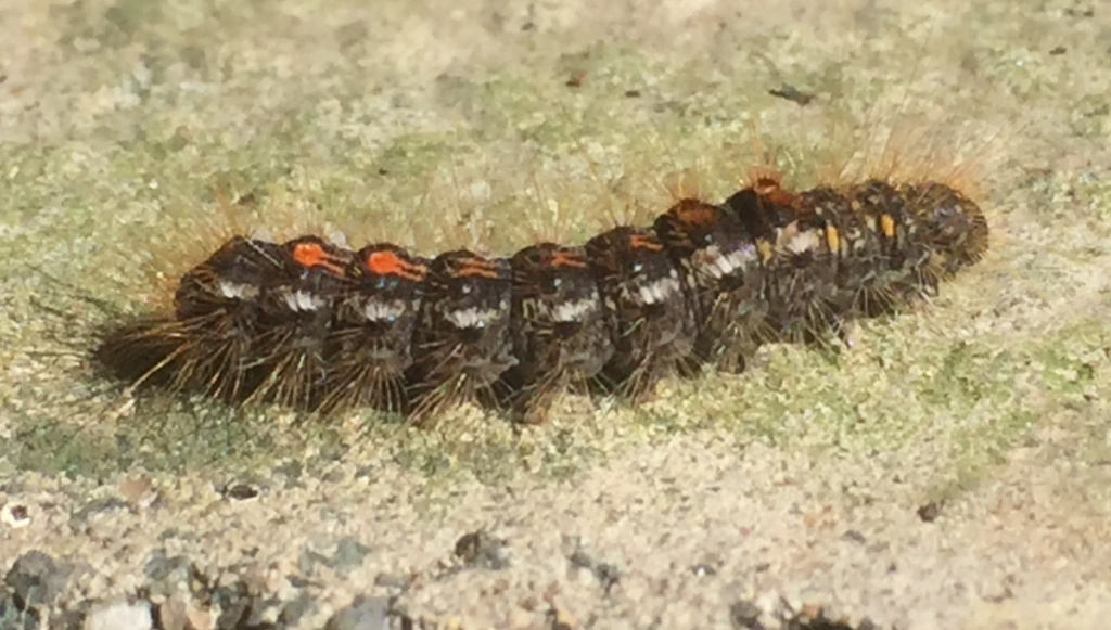 Brown-tail | NatureSpot