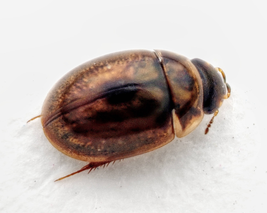 Anacaena bipustulata | NatureSpot