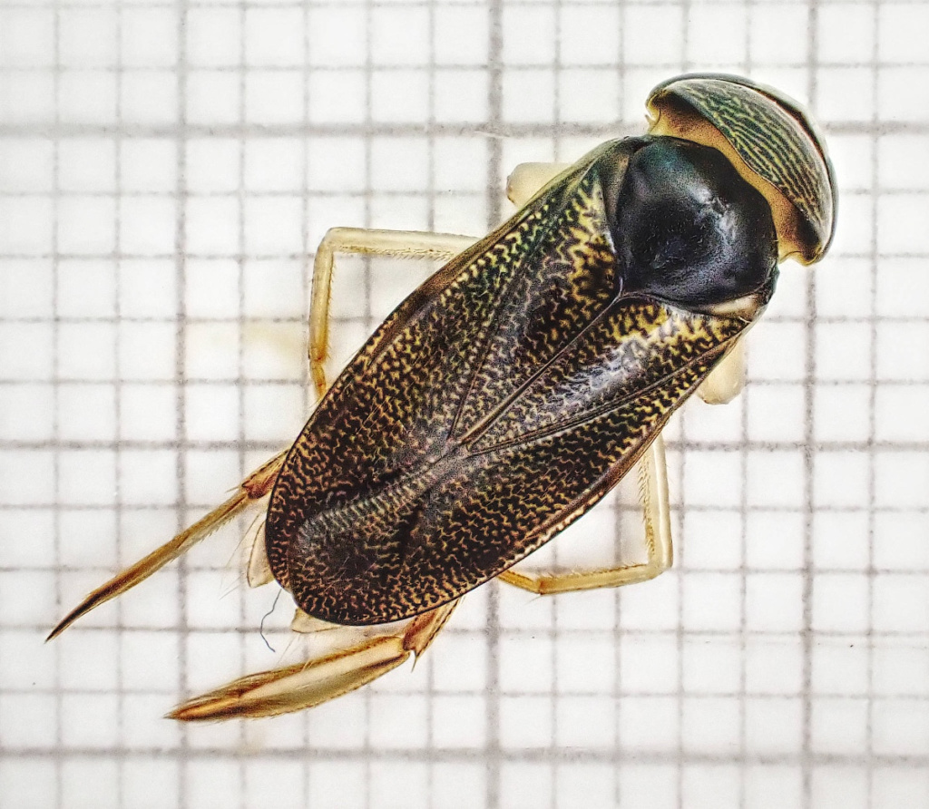 Corixa panzeri | NatureSpot