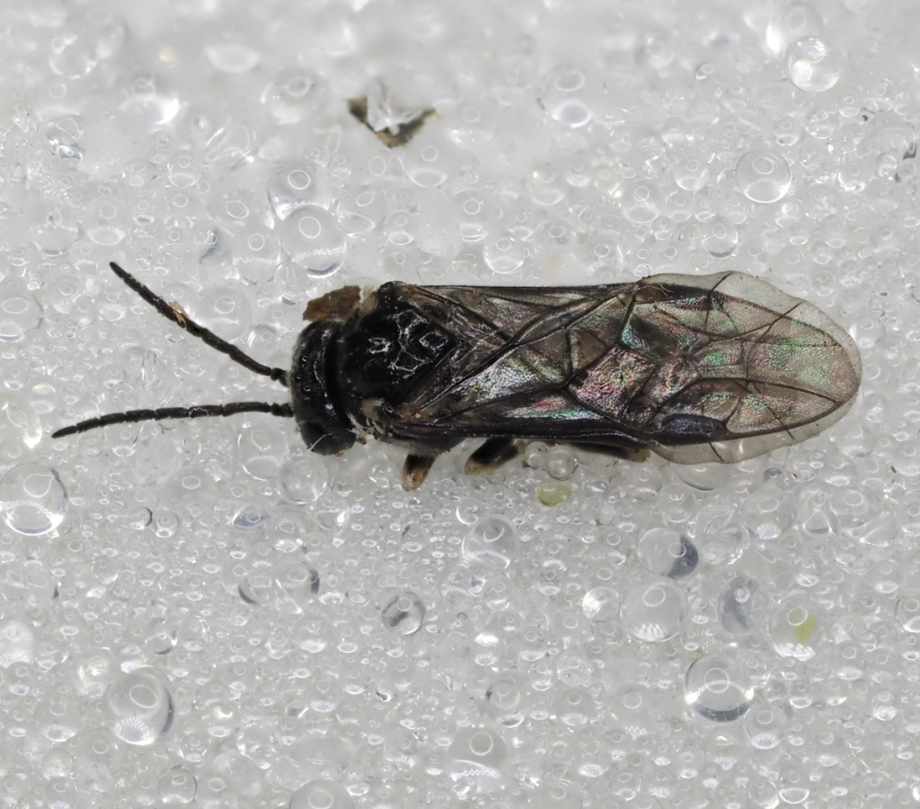 Monophadnus pallescens | NatureSpot