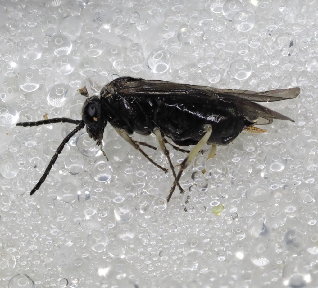 Monophadnus pallescens | NatureSpot