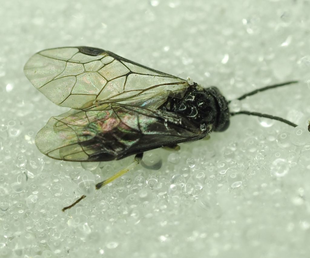 Monophadnus pallescens | NatureSpot