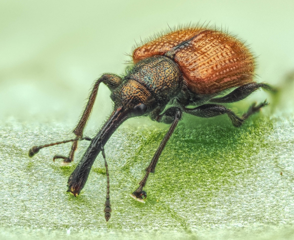 Apple Fruit Weevil | NatureSpot