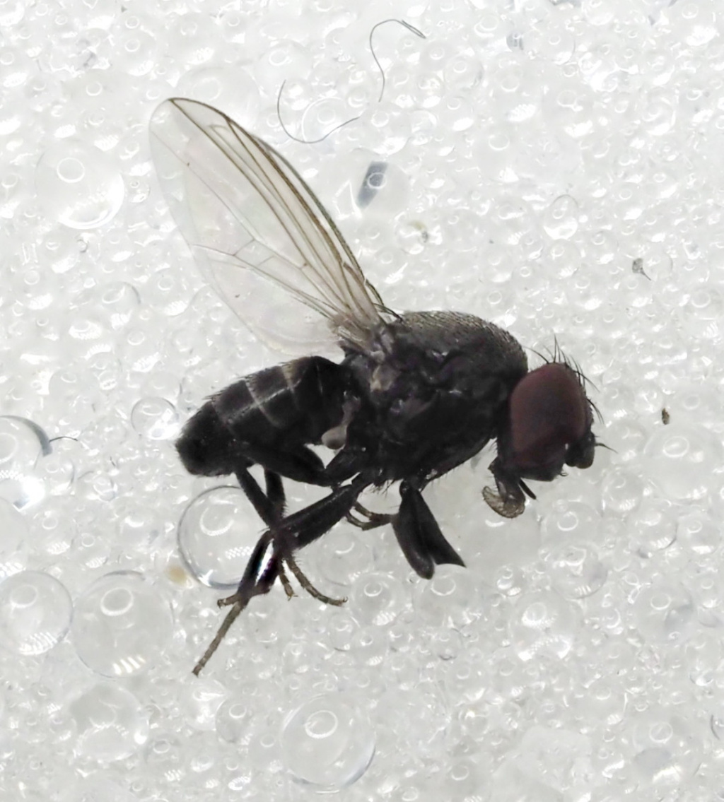 Cacoxenus indagator | NatureSpot