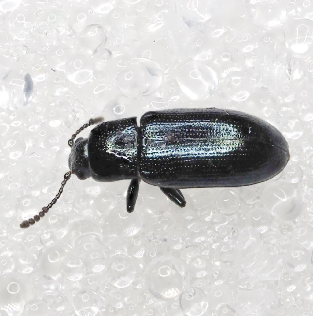 Brooklime Leaf Beetle | NatureSpot