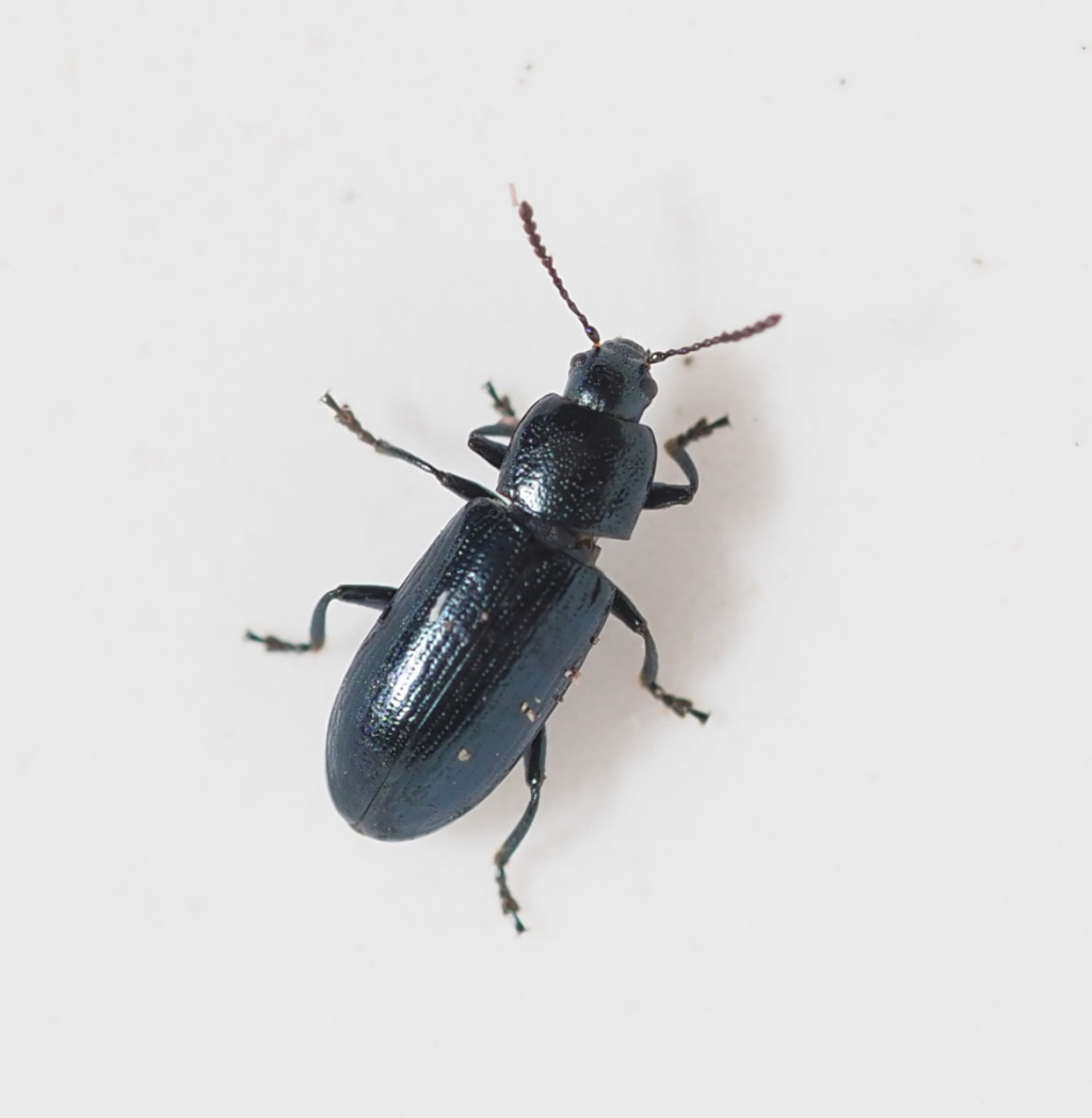 Brooklime Leaf Beetle | NatureSpot