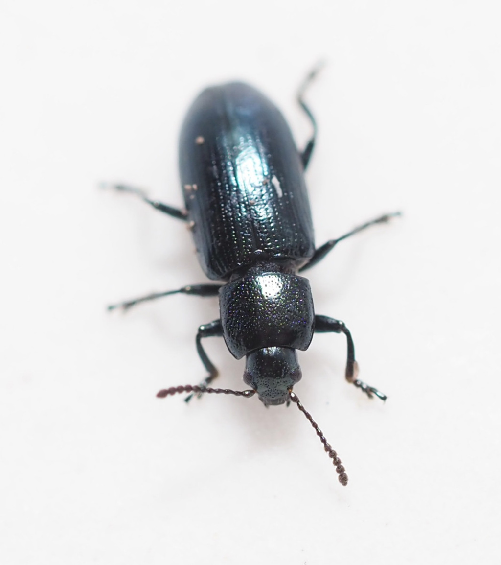 Brooklime Leaf Beetle | NatureSpot