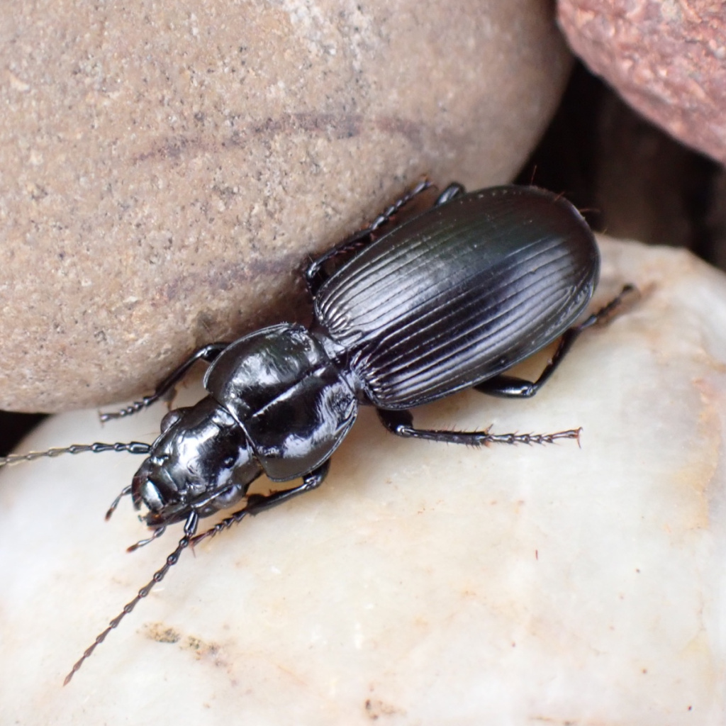 Giant Beetle With Pincers