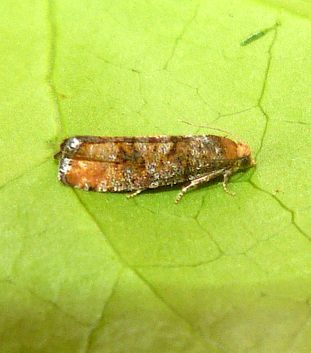 Pine Bud Moth | NatureSpot