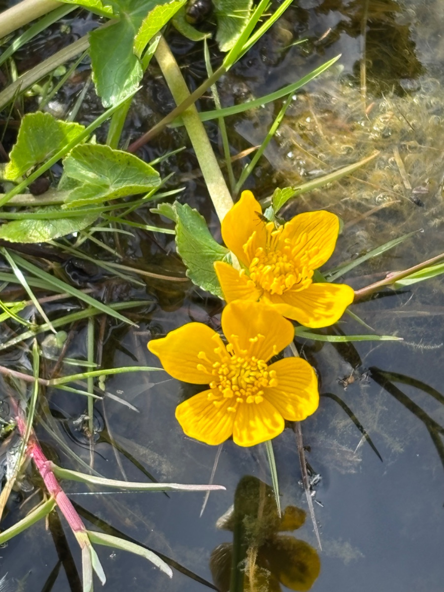 Yellow Marsh Flower Uk