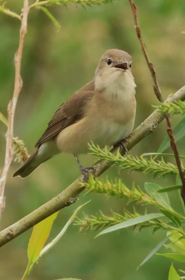 Warbler Identification Uk