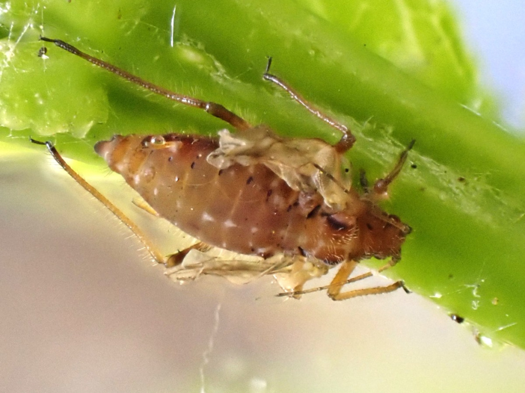Rufous Willow Bark Aphid | NatureSpot