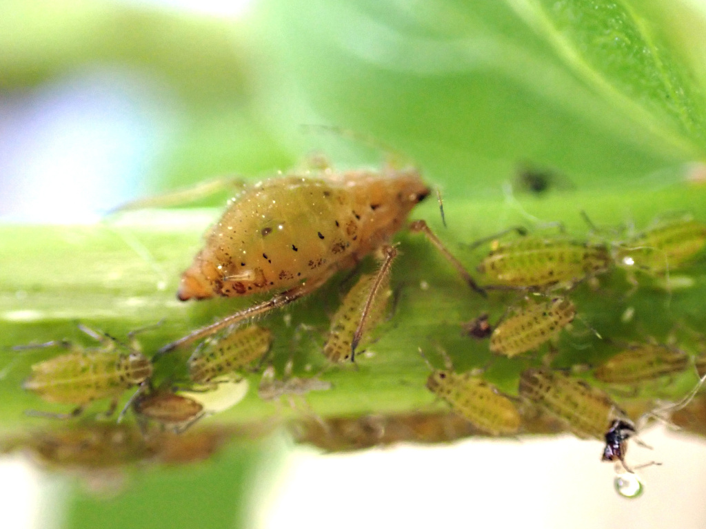 Rufous Willow Bark Aphid | NatureSpot