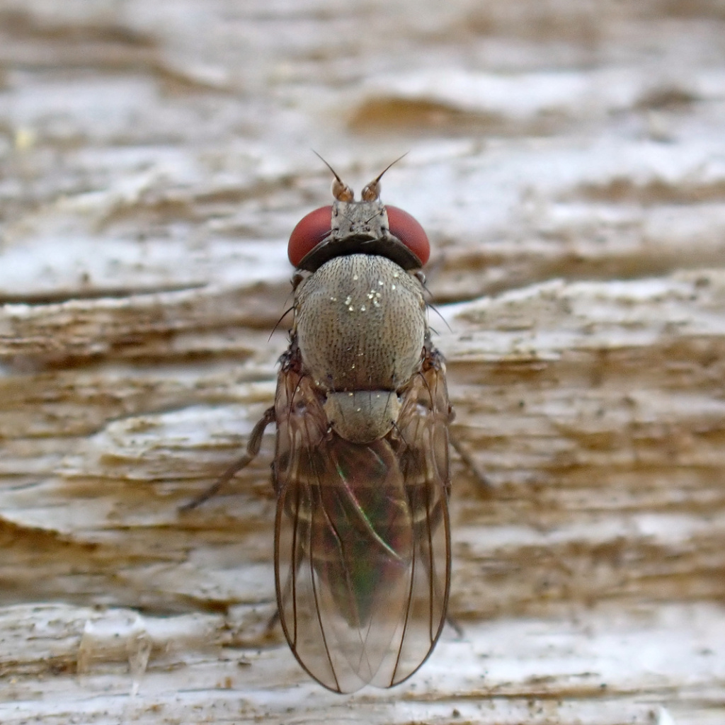 Cacoxenus indagator | NatureSpot