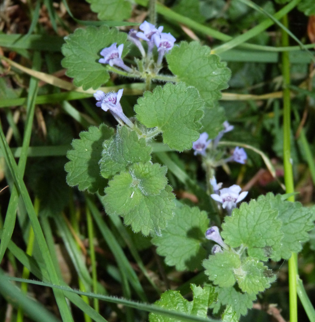 Ground Ivy Plant