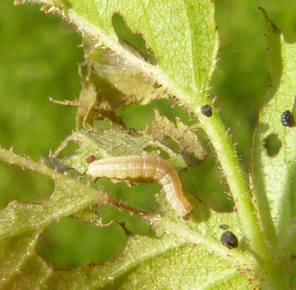 Moth Larvae