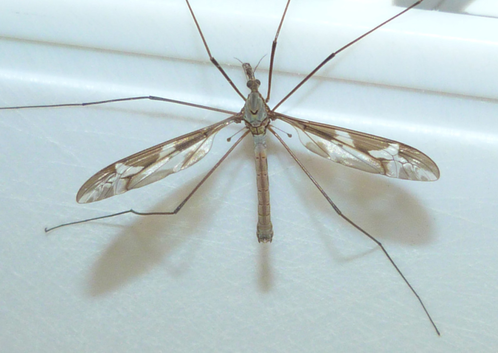 Biggest Insects In The Uk