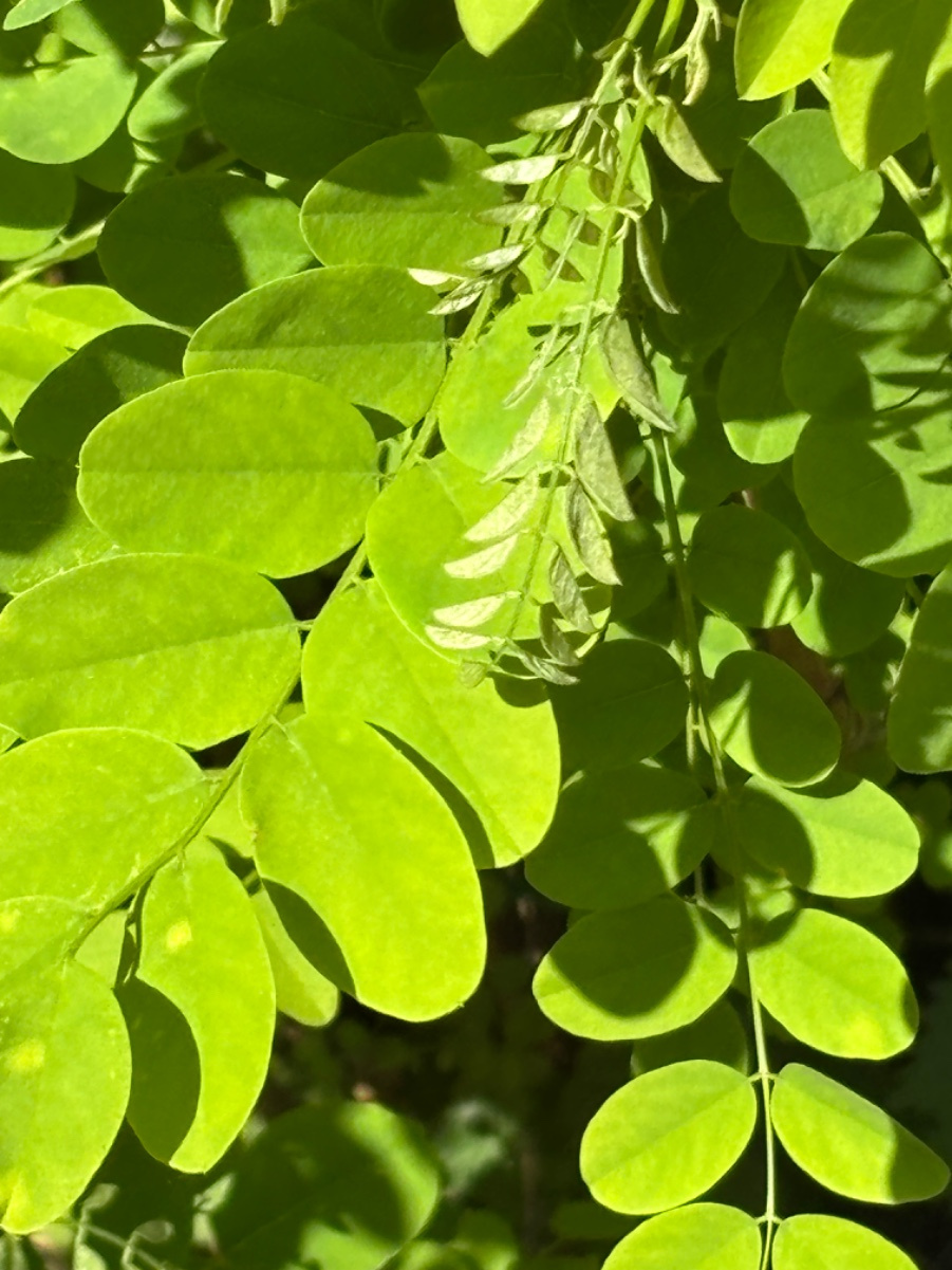 African Acacia Tree Leaves