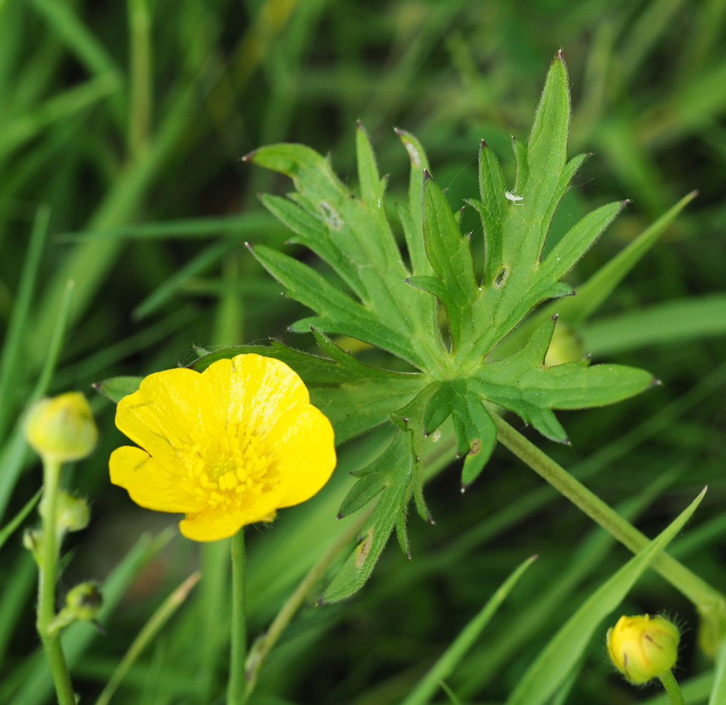 Meadow Buttercup Leaves