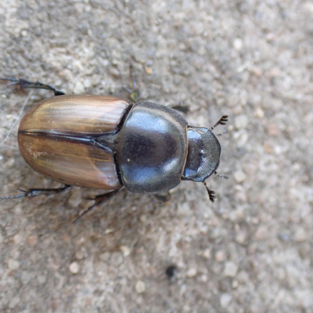 Colobopterus erraticus | NatureSpot