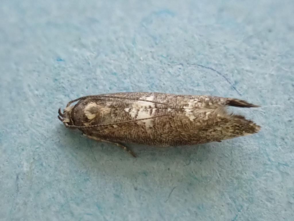 Leek Moth | NatureSpot