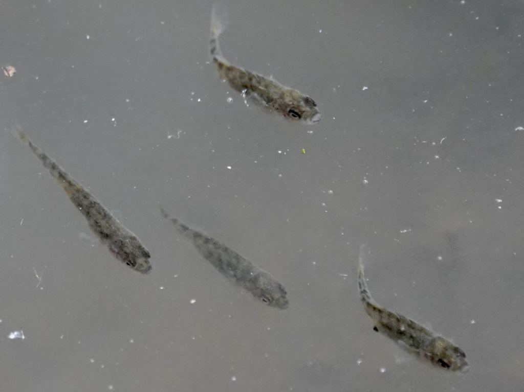 Baby Sticklebacks
