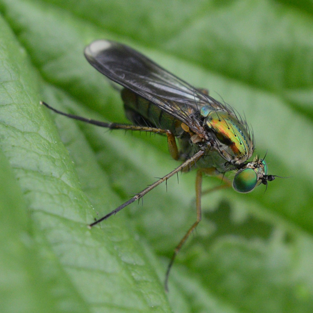 Poecilobothrus nobilitatus | NatureSpot