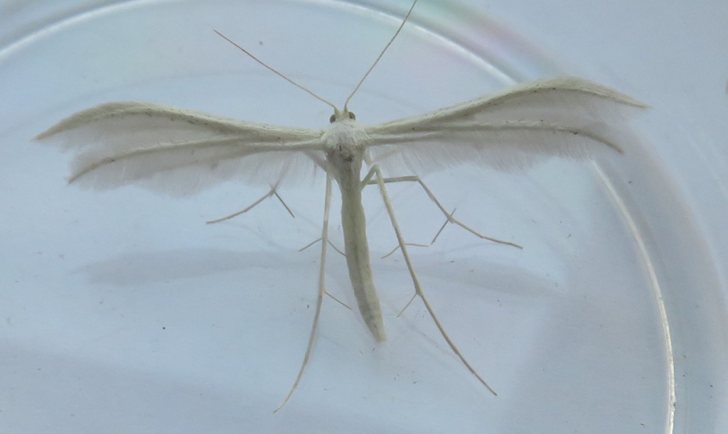 White Plume Moth