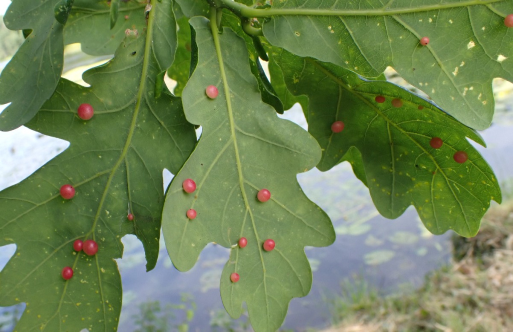 Red-pea Gall | NatureSpot
