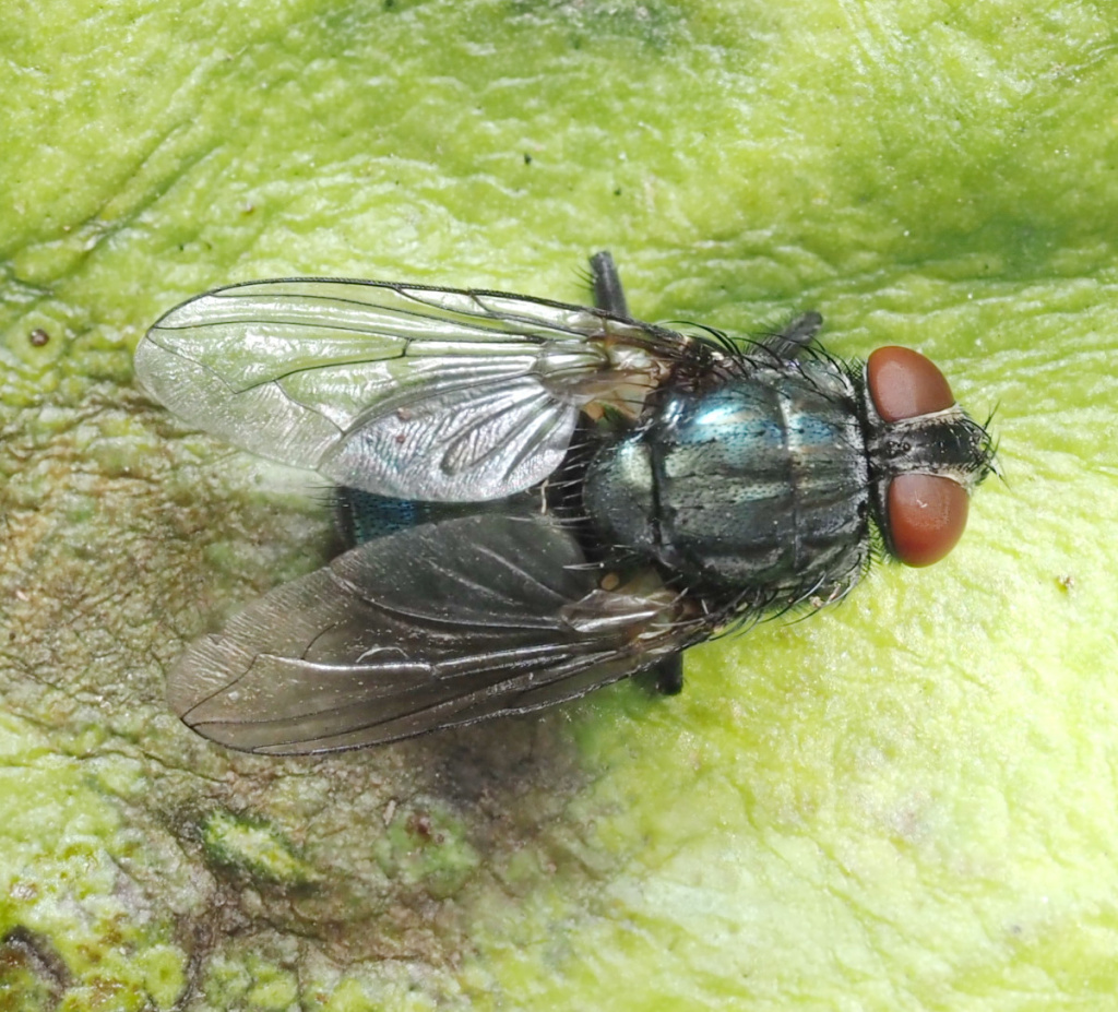 Bird Blowfly | NatureSpot