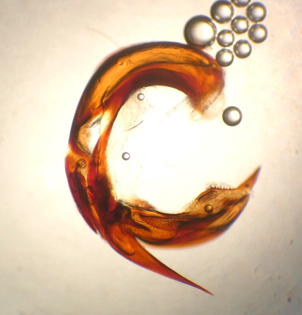 Psallus variabilis | NatureSpot