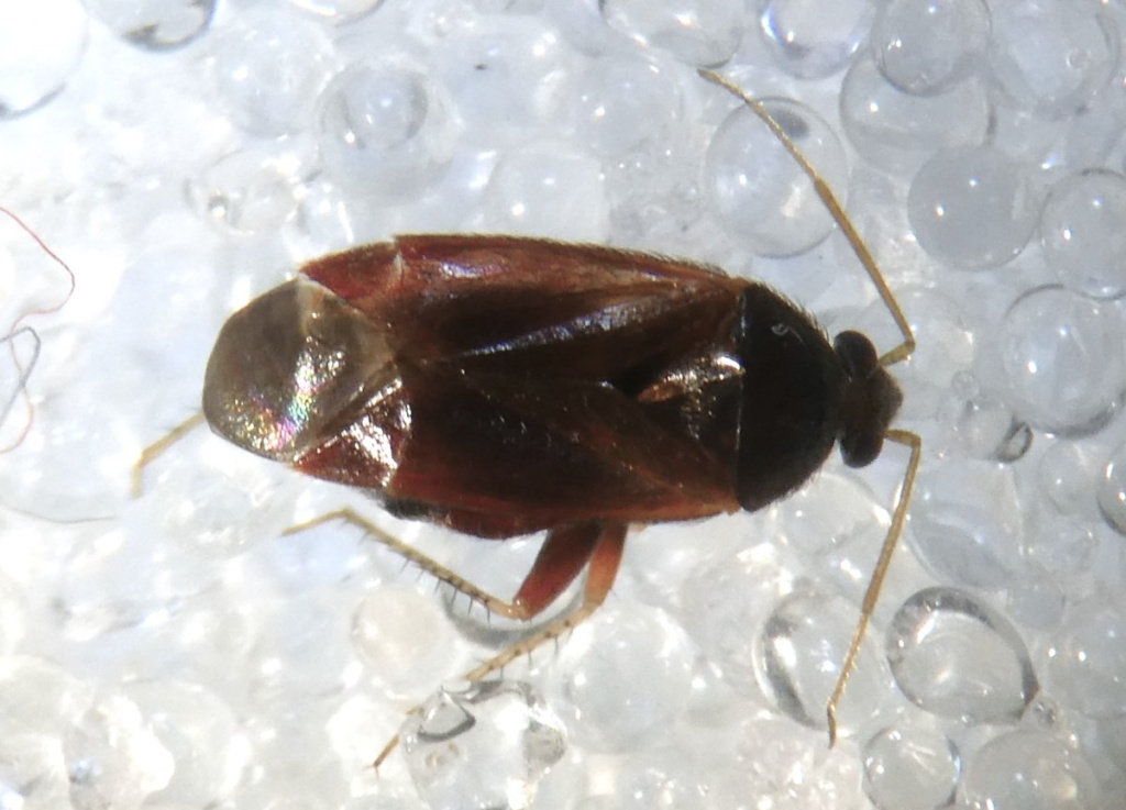 Psallus variabilis | NatureSpot