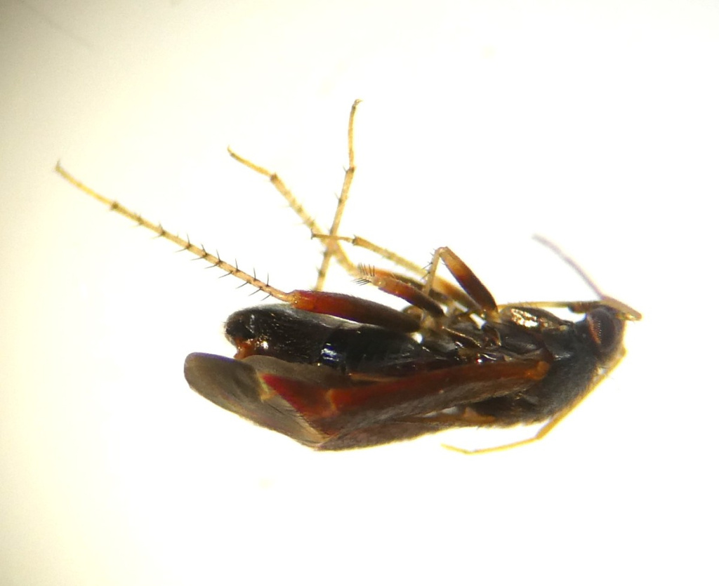 Psallus variabilis | NatureSpot