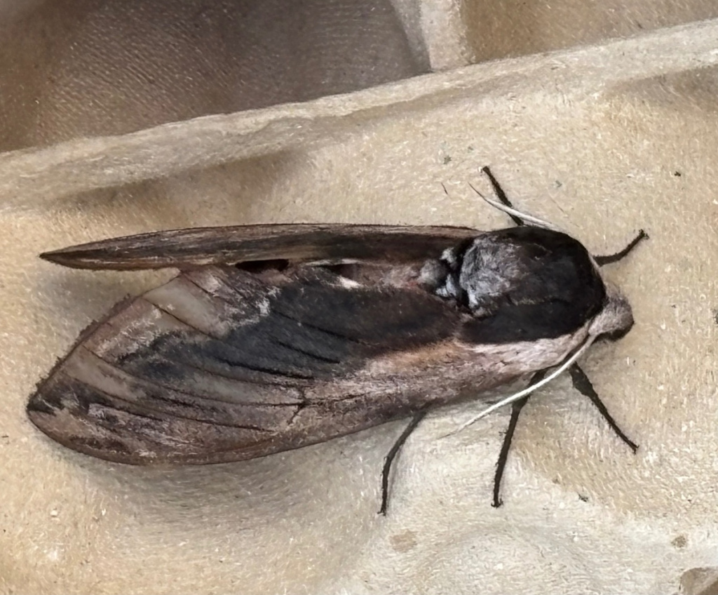 Privet Hawk Moth
