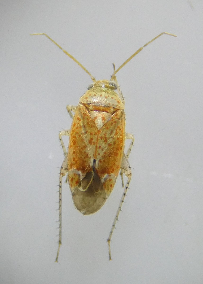 Psallus pardalis | NatureSpot