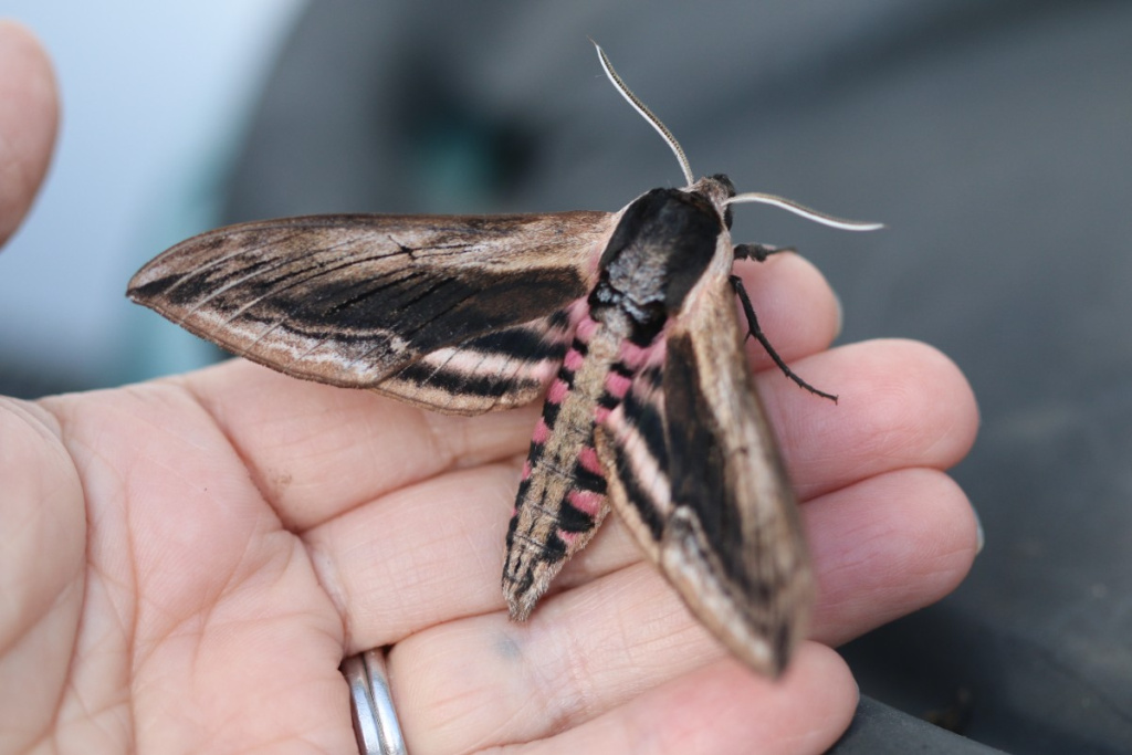 Privet Hawk Moth