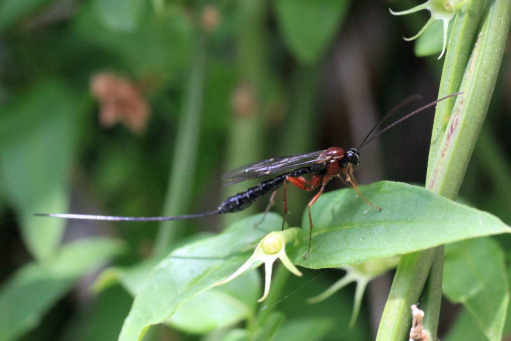 Perithous scurra | NatureSpot