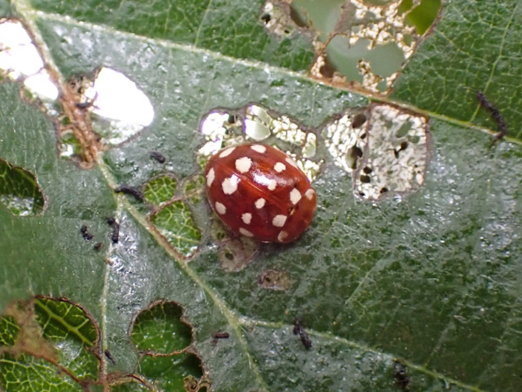 Red And White Ladybird