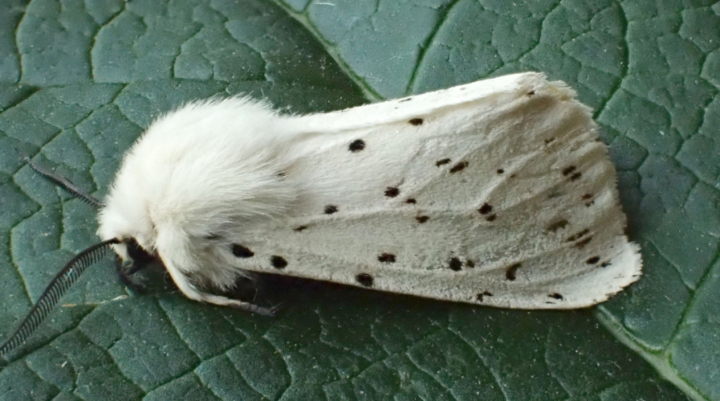 White Ermine Moth Poisonous To Humans